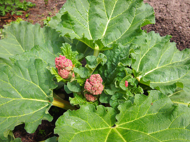 Rhubarb | Diseases and Pests, Description, Uses, Propagation