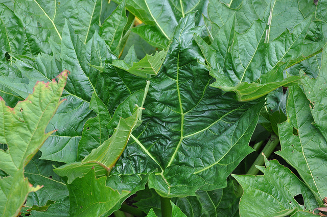 Rhubarb | Diseases and Pests, Description, Uses, Propagation