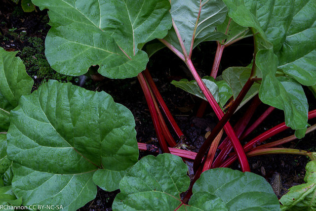 Rhubarb | Diseases and Pests, Description, Uses, Propagation