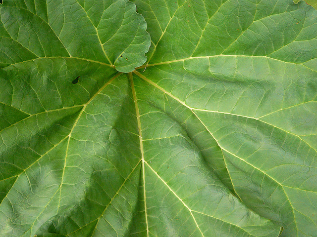 Rhubarb | Diseases and Pests, Description, Uses, Propagation