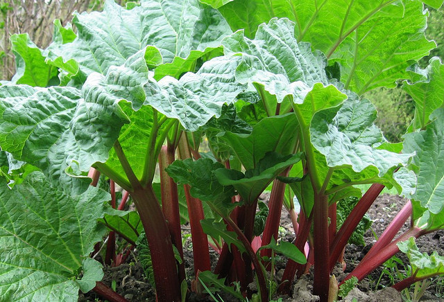 Rhubarb | Diseases and Pests, Description, Uses, Propagation