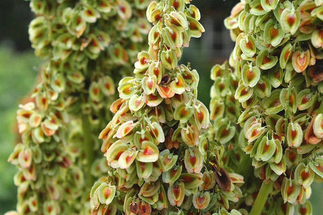 Rhubarb | Diseases and Pests, Description, Uses, Propagation