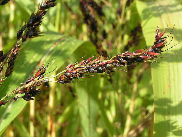 Sorghum | Diseases and Pests, Description, Uses, Propagation