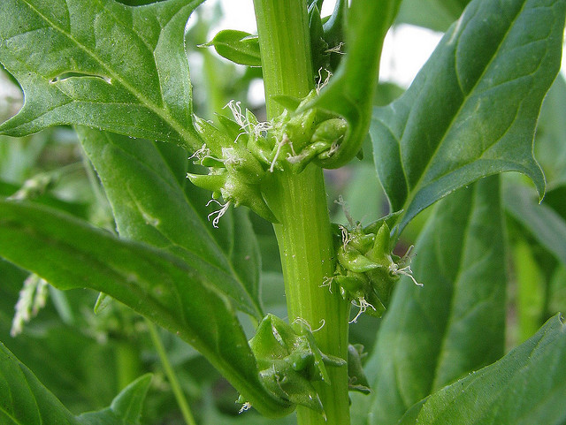 Spinach | Diseases and Pests, Description, Uses, Propagation