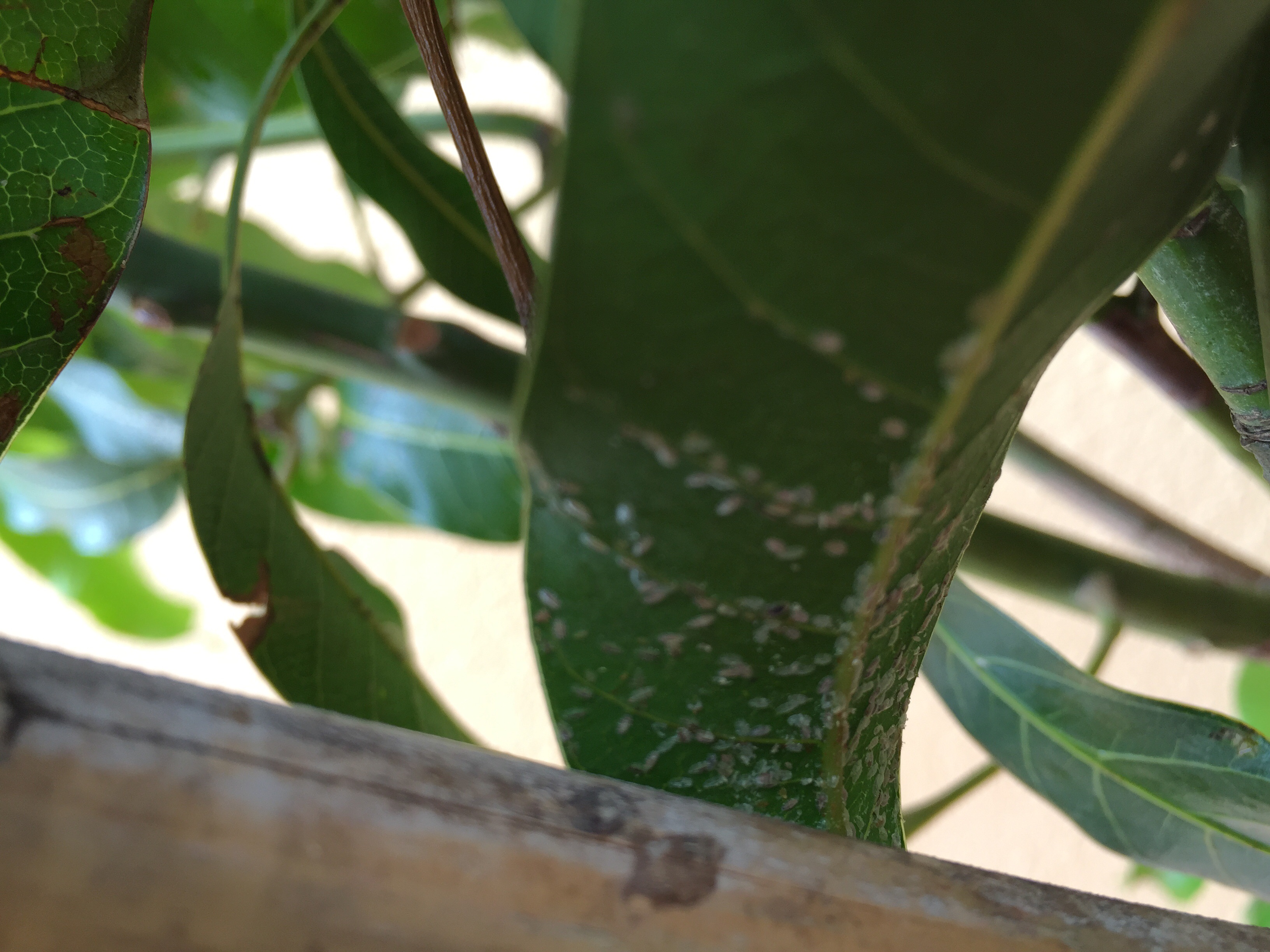 Mango | White things on mango plant