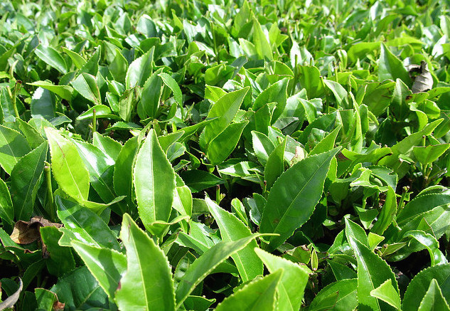 Tea | Diseases and Pests, Description, Uses, Propagation