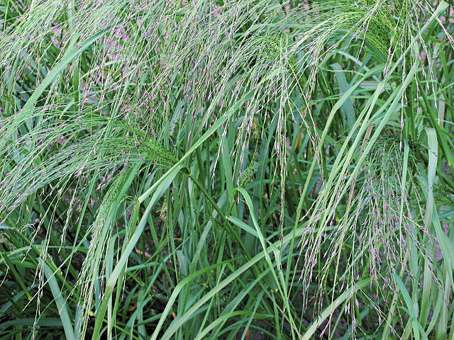 Teff | Diseases and Pests, Description, Uses, Propagation