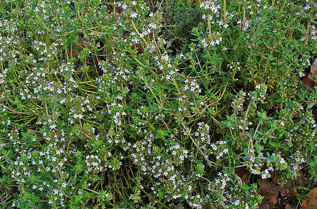 Thyme | Diseases and Pests, Description, Uses, Propagation