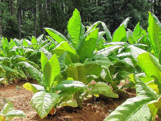 Tobacco | Diseases and Pests, Description, Uses, Propagation