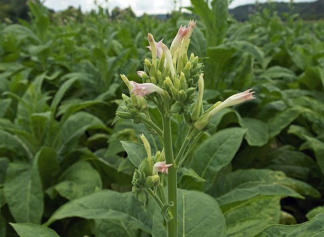 Tobacco | Diseases and Pests, Description, Uses, Propagation
