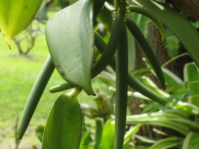 Vanilla | Diseases and Pests, Description, Uses, Propagation