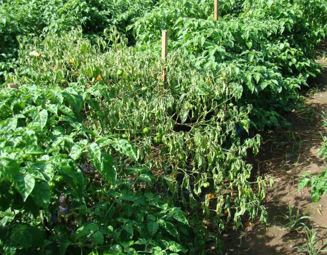 Pepper, bell | Diseases and Pests, Description, Uses, Propagation