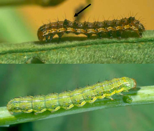 Chickpea (gram pea) | Diseases and Pests, Description, Uses, Propagation