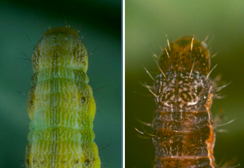 Chickpea (gram pea) | Diseases and Pests, Description, Uses, Propagation