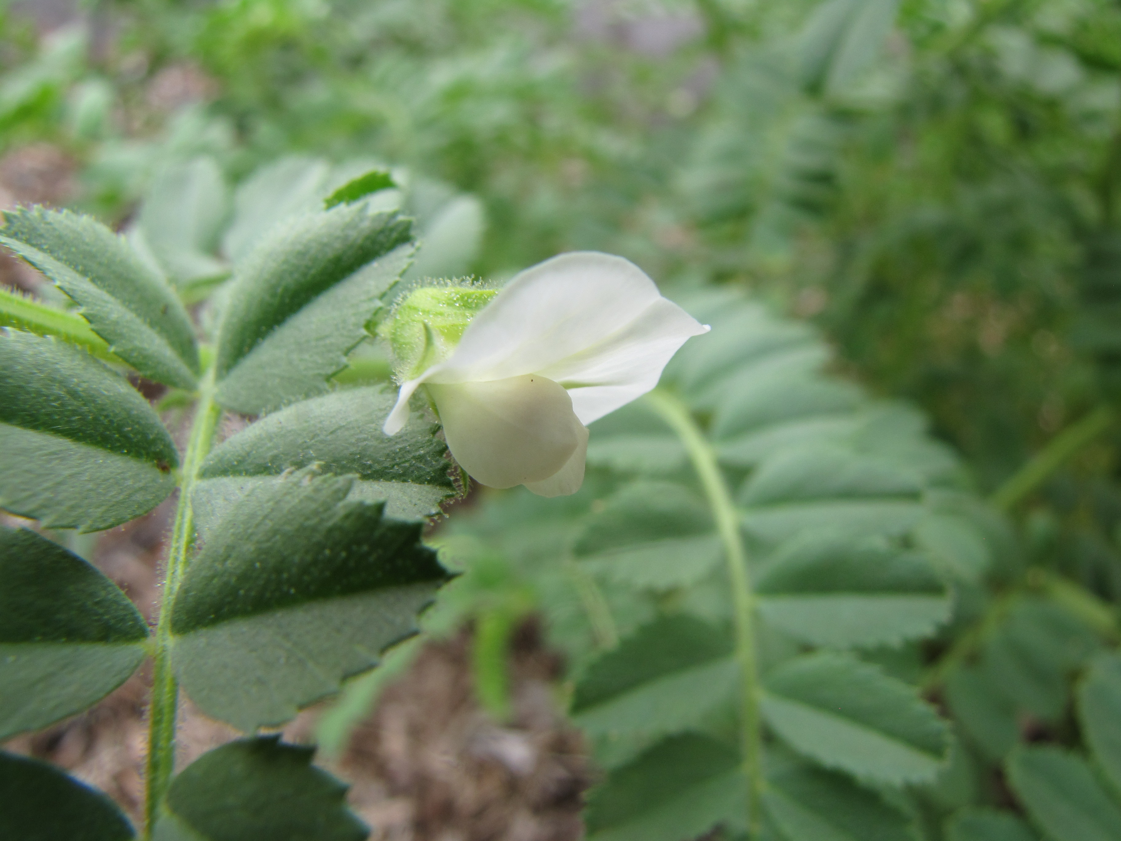 Chickpea