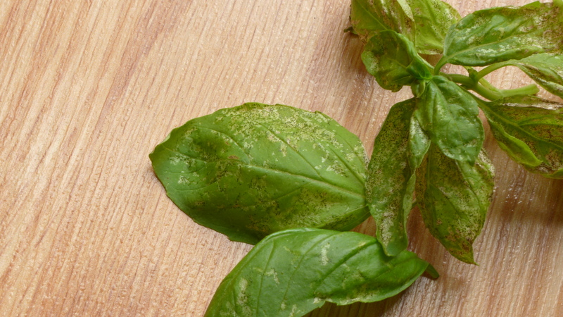 Basil | What is wrong with my basil?