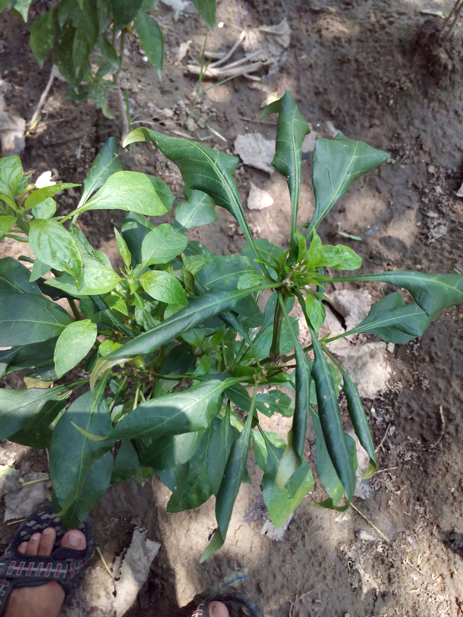 Chilli Pepper | Chilli leaves curling downward