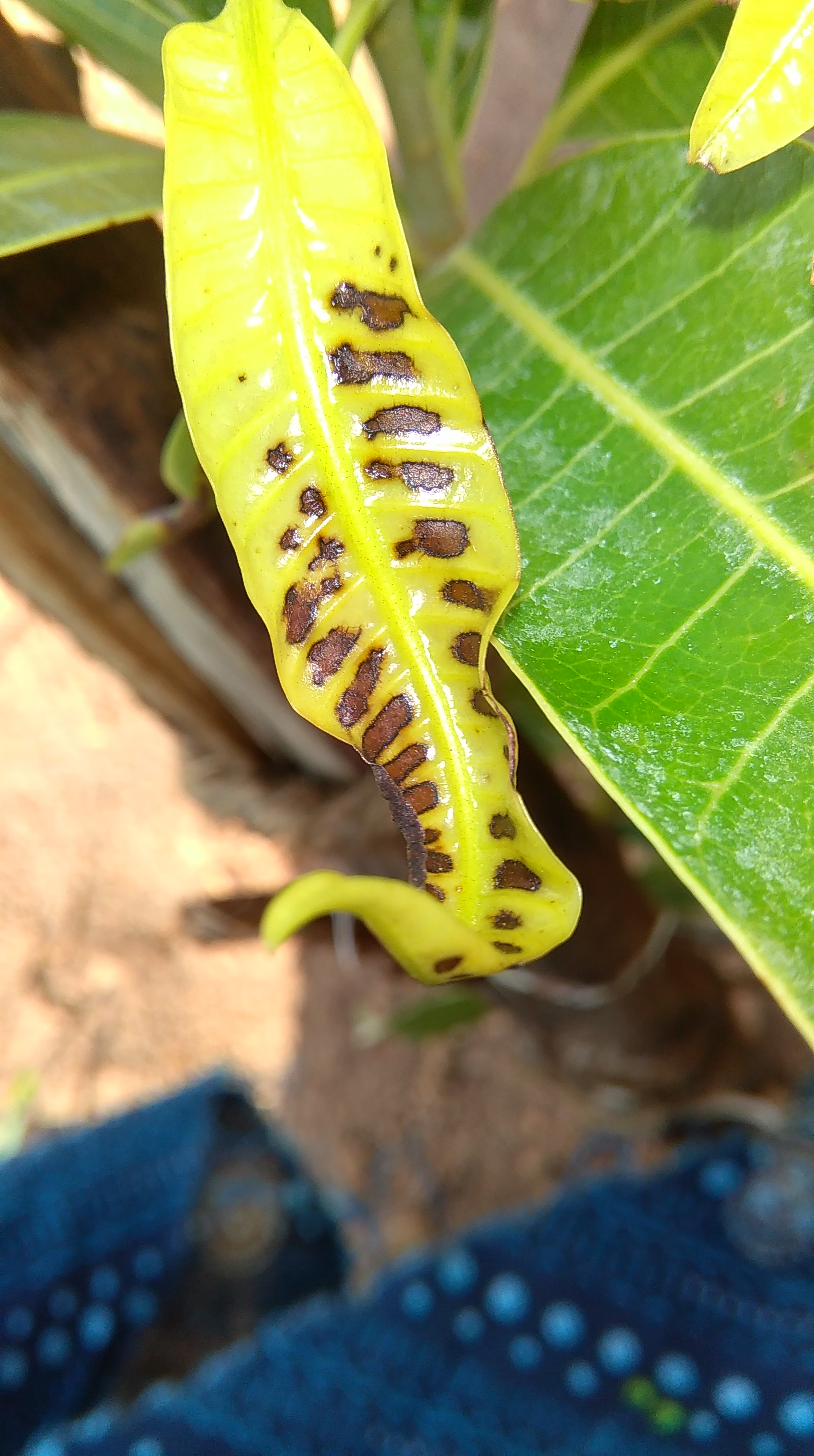 Mango | Mango plant top becoming black