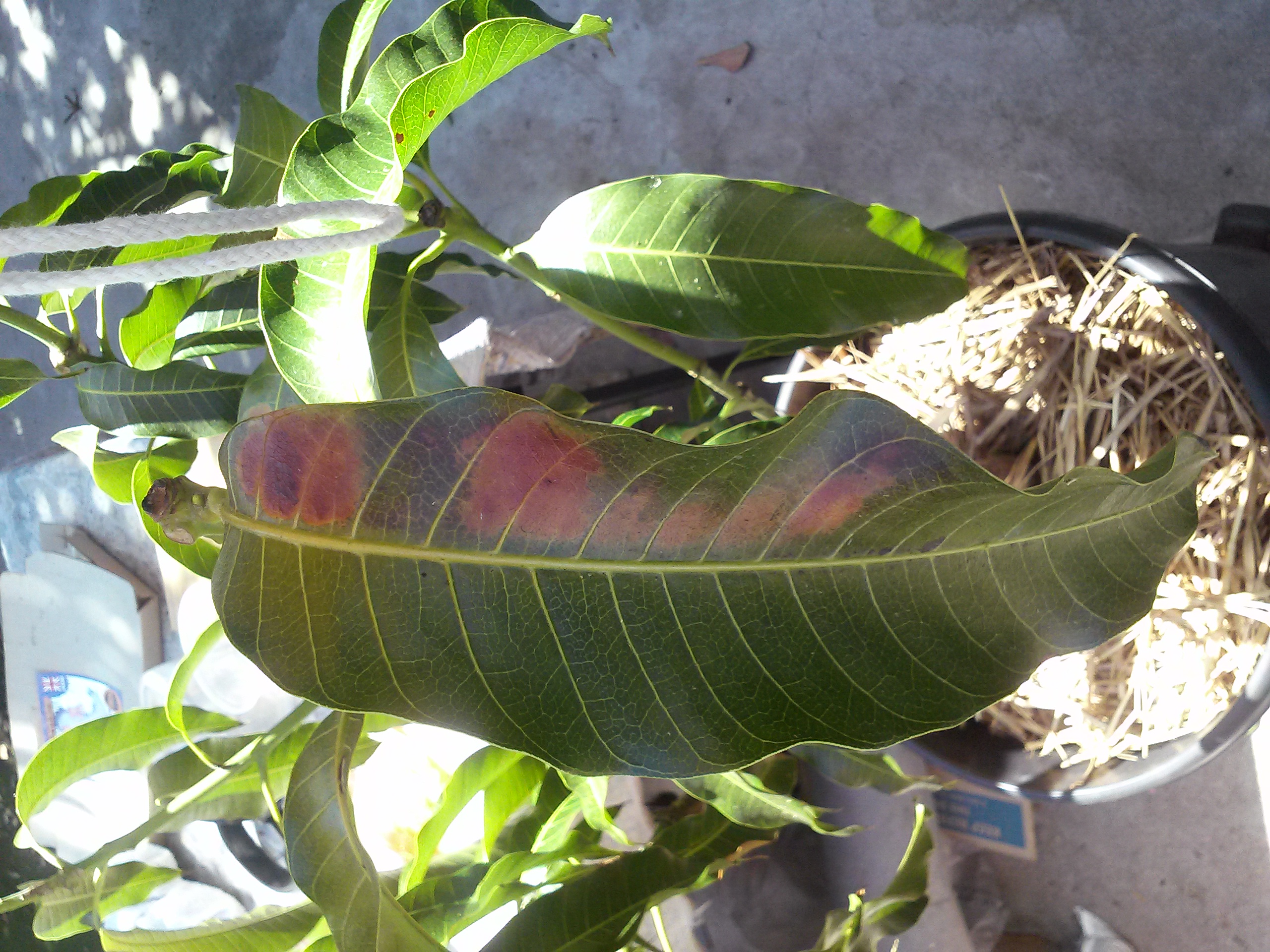 Mango | Nam Doc Mai Mango leaf problem