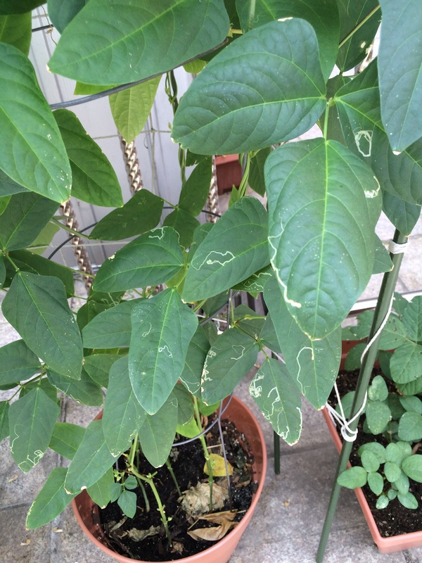 Bean | Brown spots and white lines on my bean plants