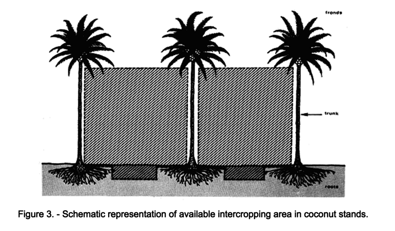 Coconut | Citrus row spacing in coconut multi-storied cropping system