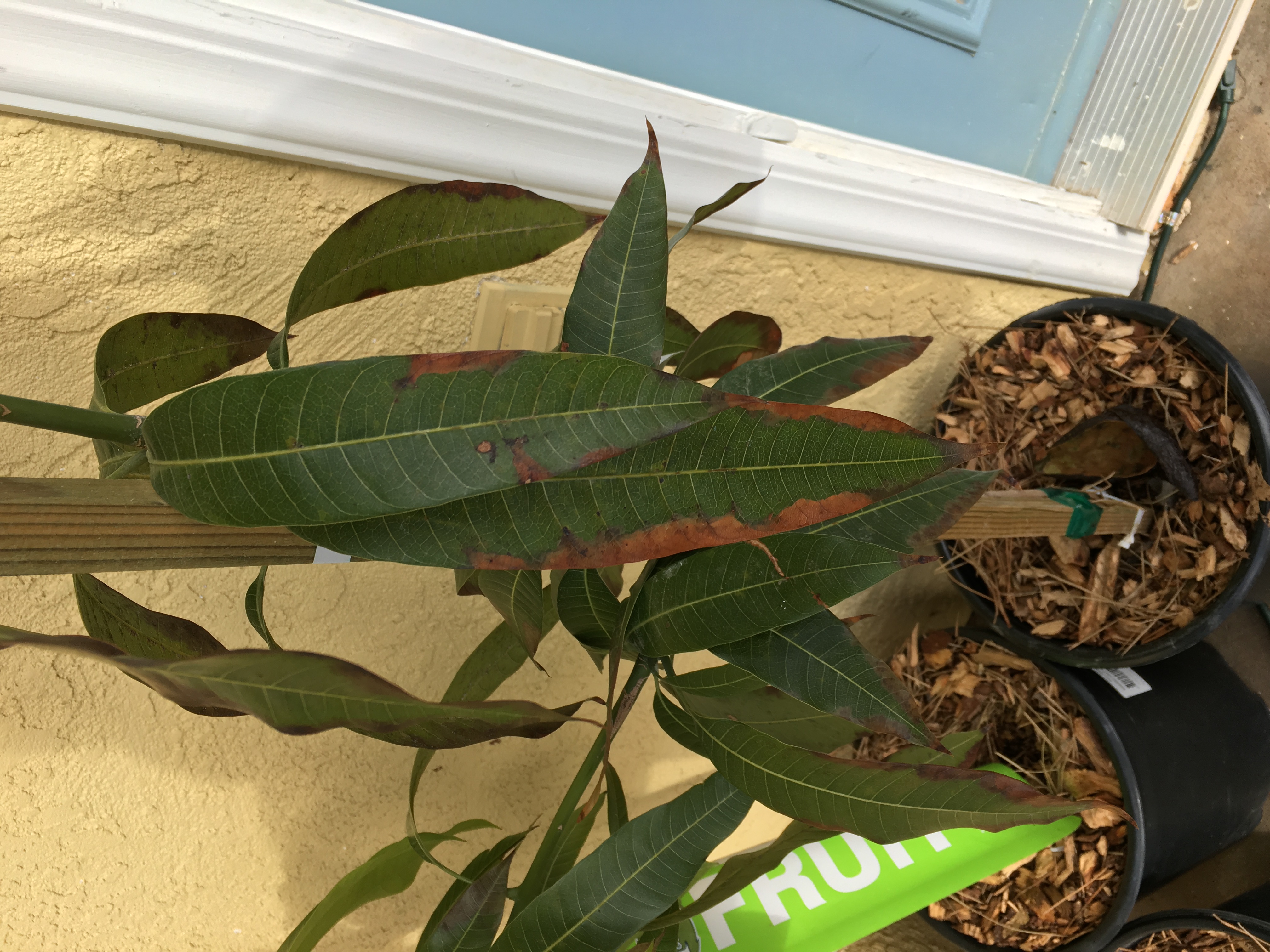 Mango | What is happening to the leaves on my mango tree.