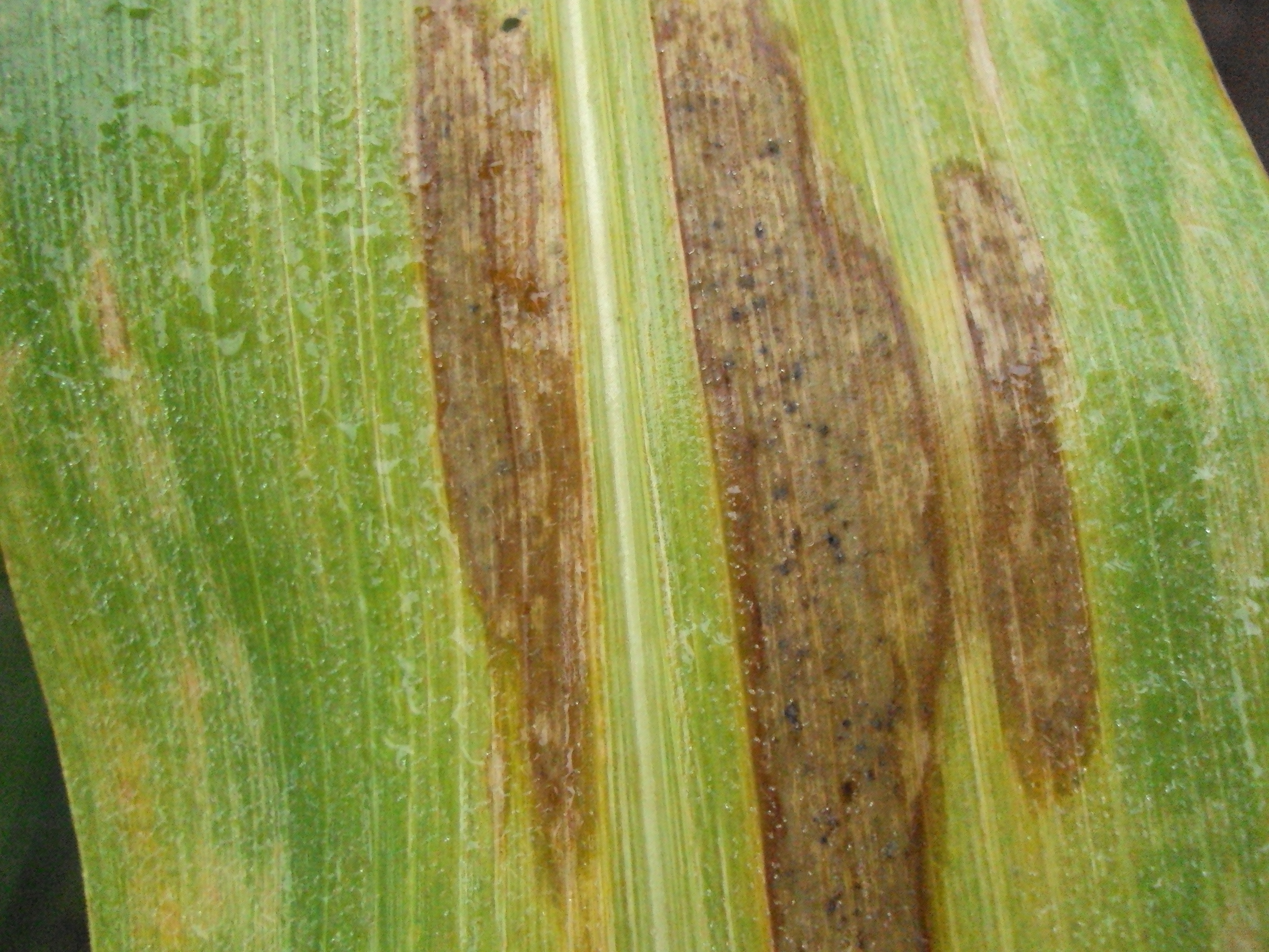 Maize (corn) | Diseases and Pests, Description, Uses, Propagation
