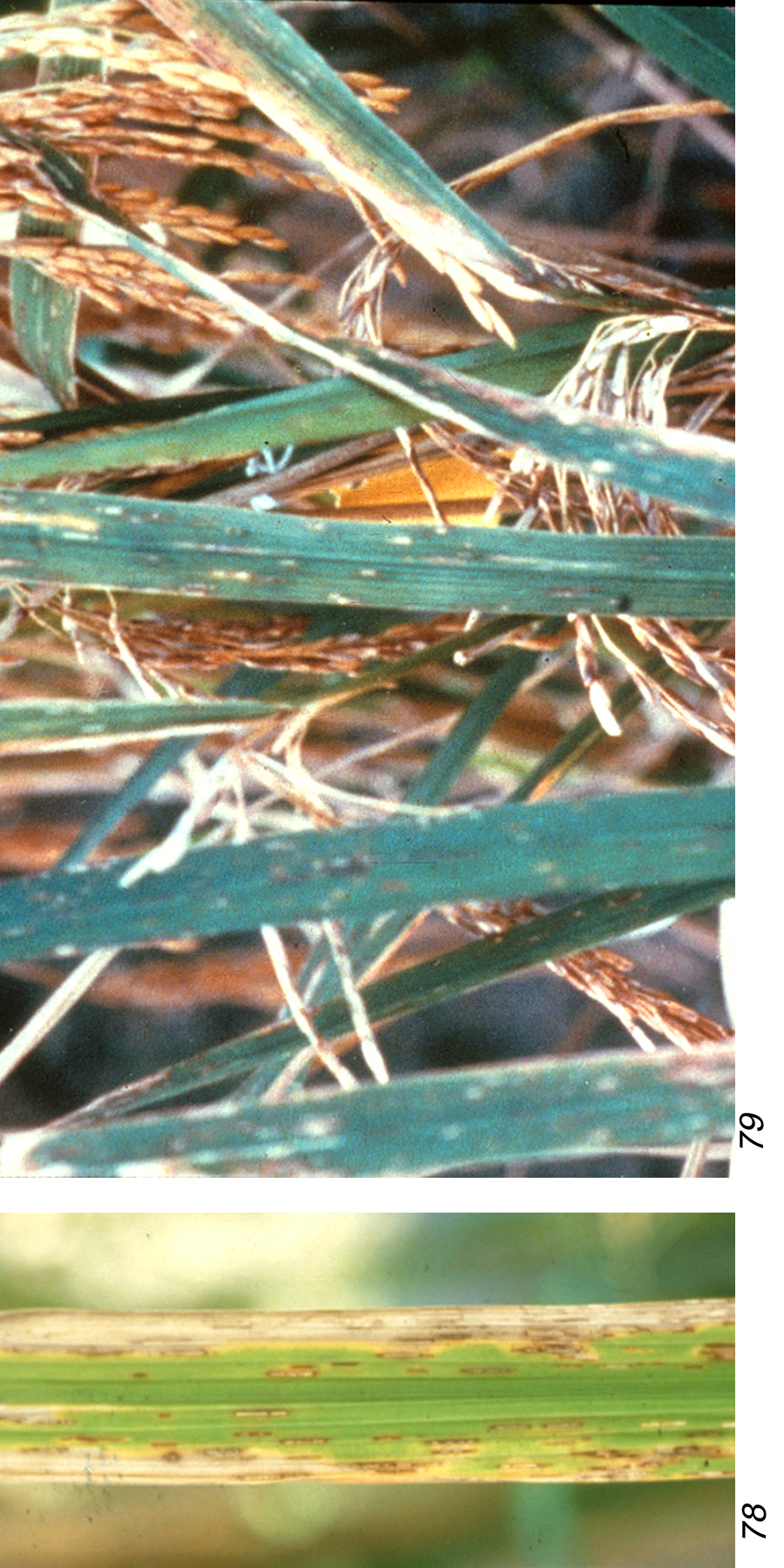 Rice | Diseases and Pests, Description, Uses, Propagation
