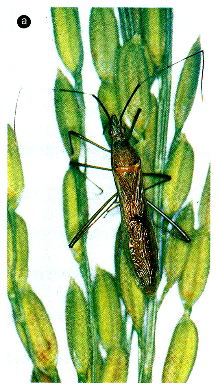 Rice | Diseases and Pests, Description, Uses, Propagation