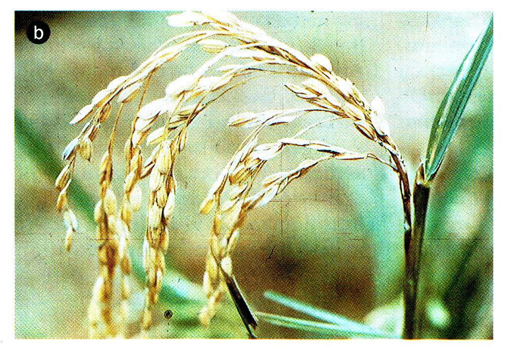 Rice | Diseases and Pests, Description, Uses, Propagation