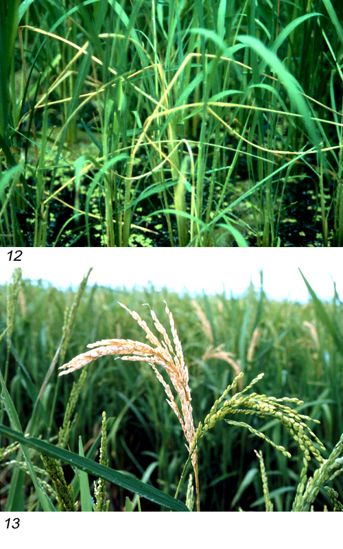 Rice | Diseases and Pests, Description, Uses, Propagation