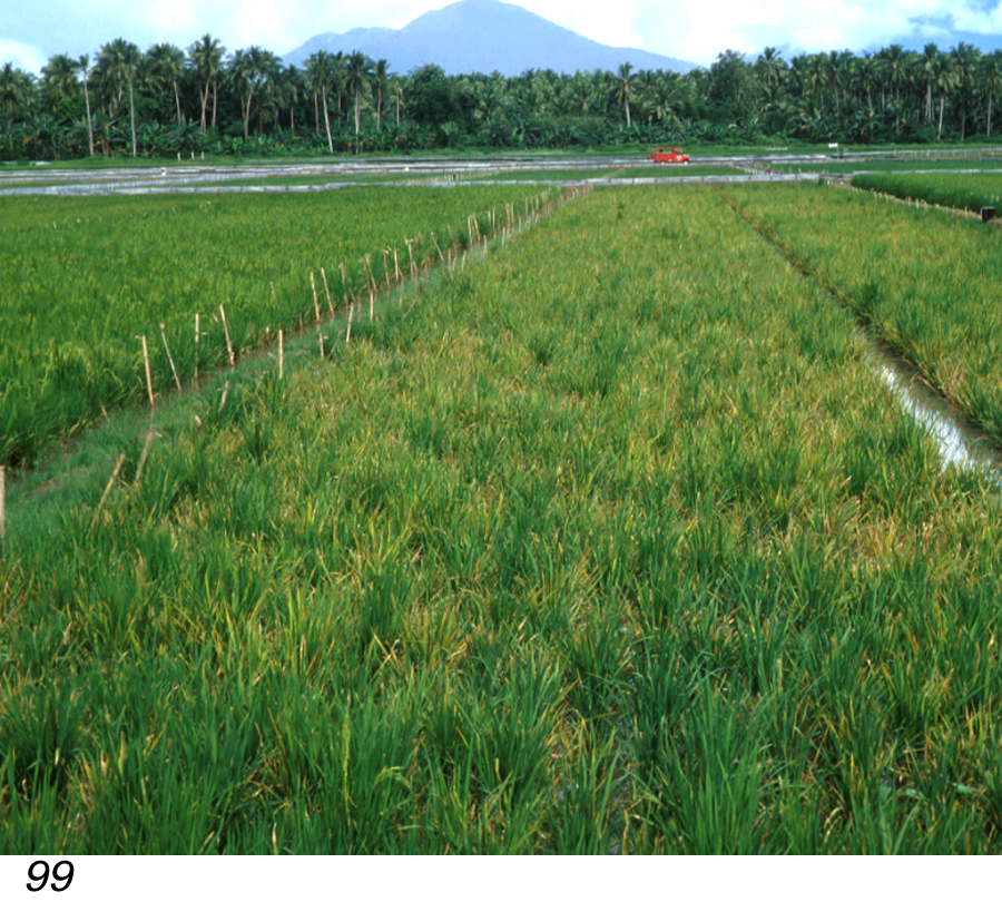 Rice | Diseases and Pests, Description, Uses, Propagation