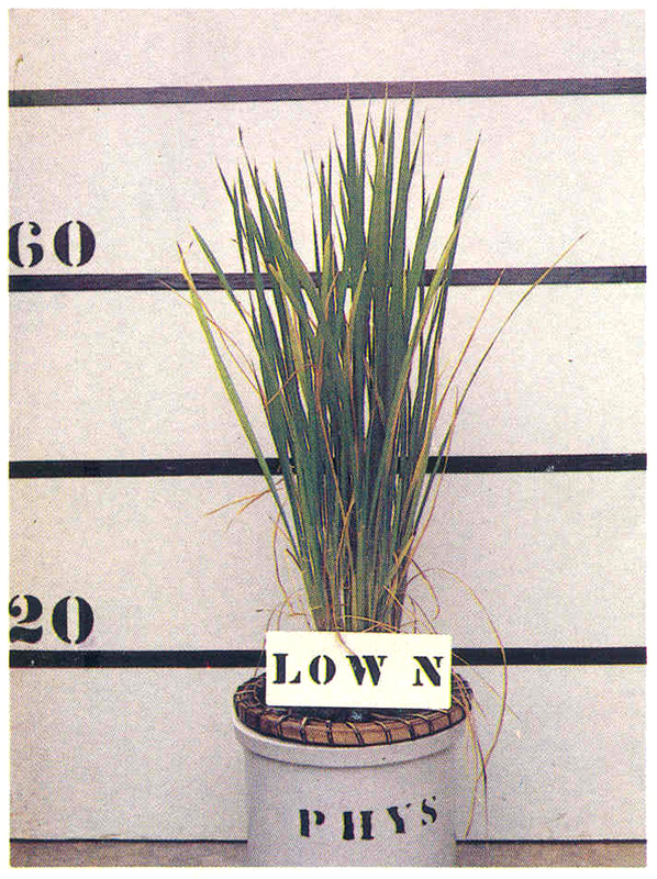 Rice | Diseases and Pests, Description, Uses, Propagation