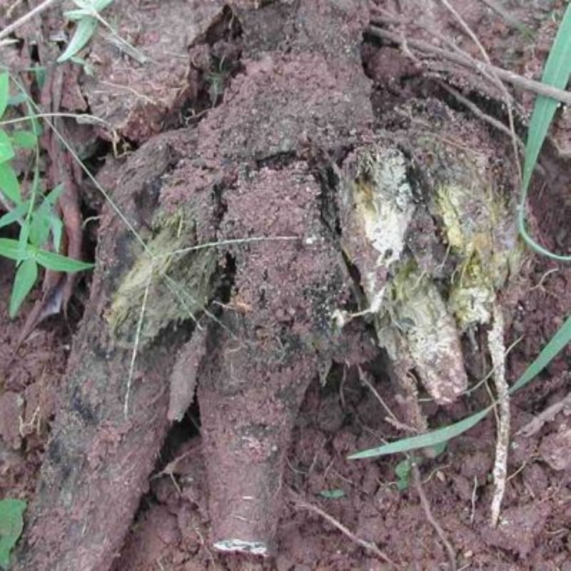 Cassava (manioc) | Diseases and Pests, Description, Uses, Propagation