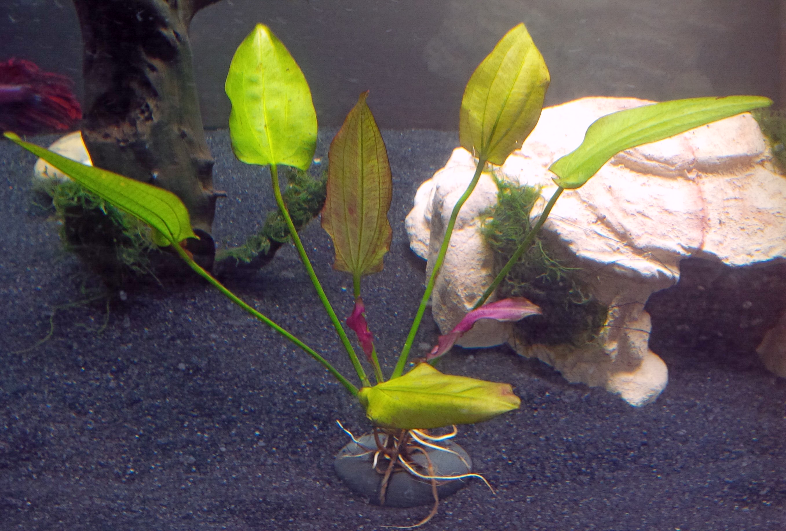 General Need Help Identifying This Aquatic Plant General Need Help Identifying This Aquatic Plant