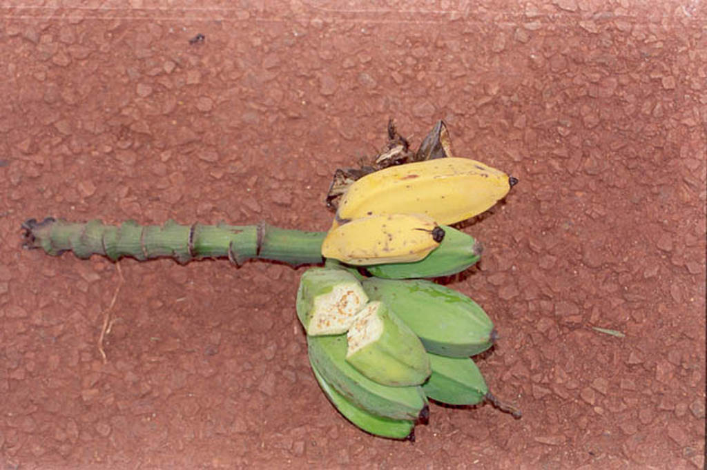 Banana | Diseases and Pests, Description, Uses, Propagation