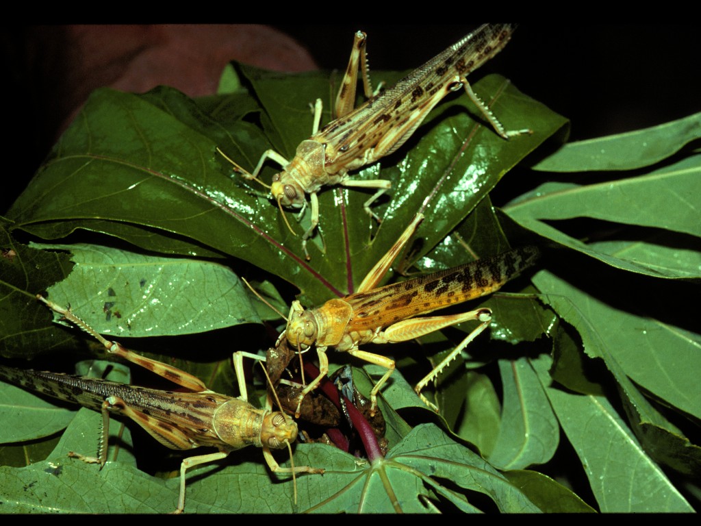 Cassava (manioc) | Diseases and Pests, Description, Uses, Propagation