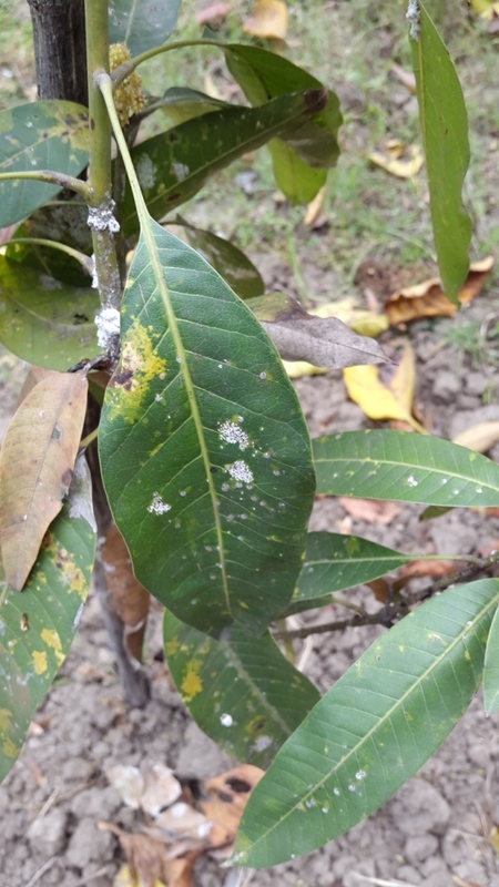 Mango | Diseases and Pests, Description, Uses, Propagation