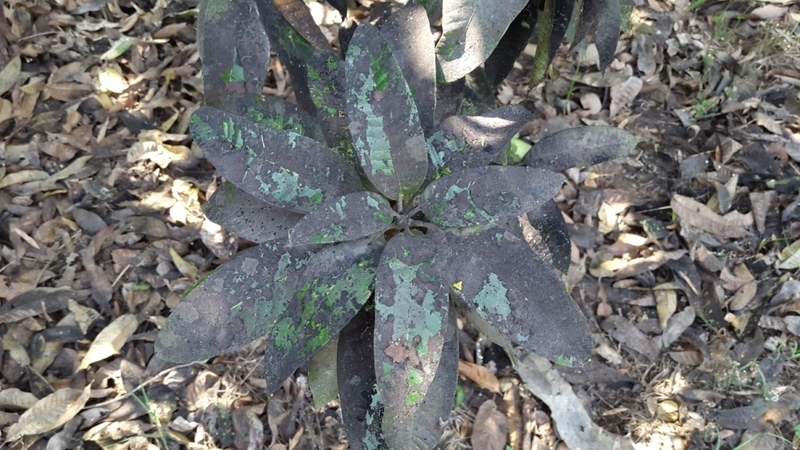 Mango | Diseases and Pests, Description, Uses, Propagation