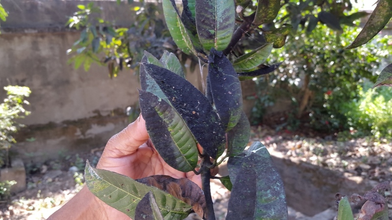 Mango | Diseases and Pests, Description, Uses, Propagation