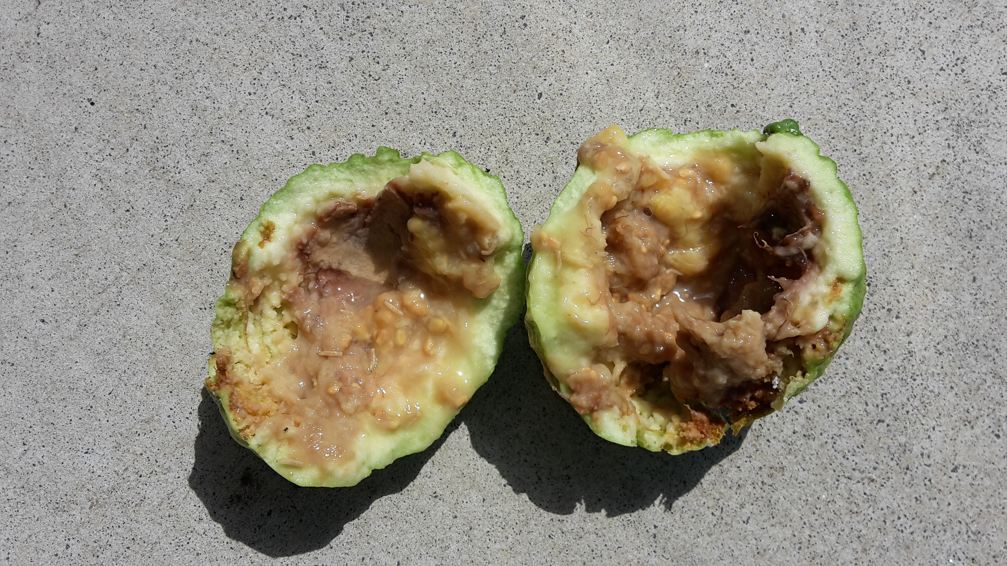 Guava | Guava fruit rotting inside with lots of ants
