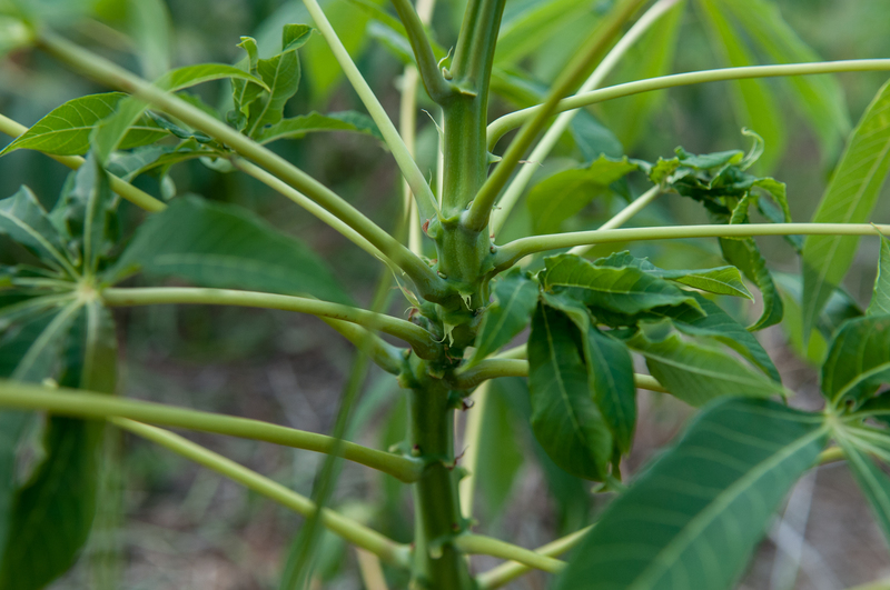 Cassava (manioc) | Diseases and Pests, Description, Uses, Propagation