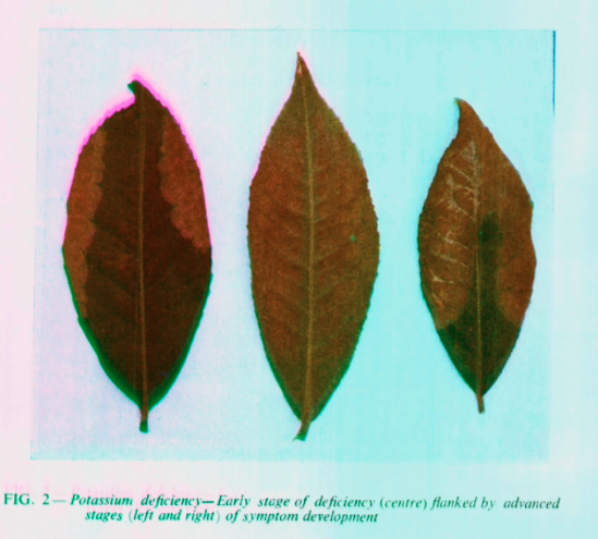Tea | Deficiency symptoms in Tea