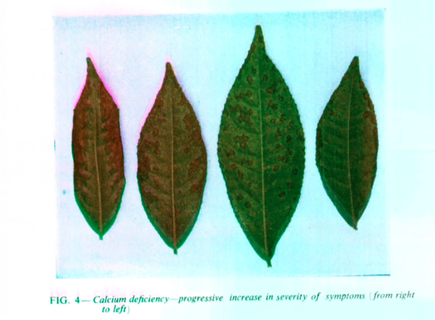 Tea | Deficiency symptoms in Tea