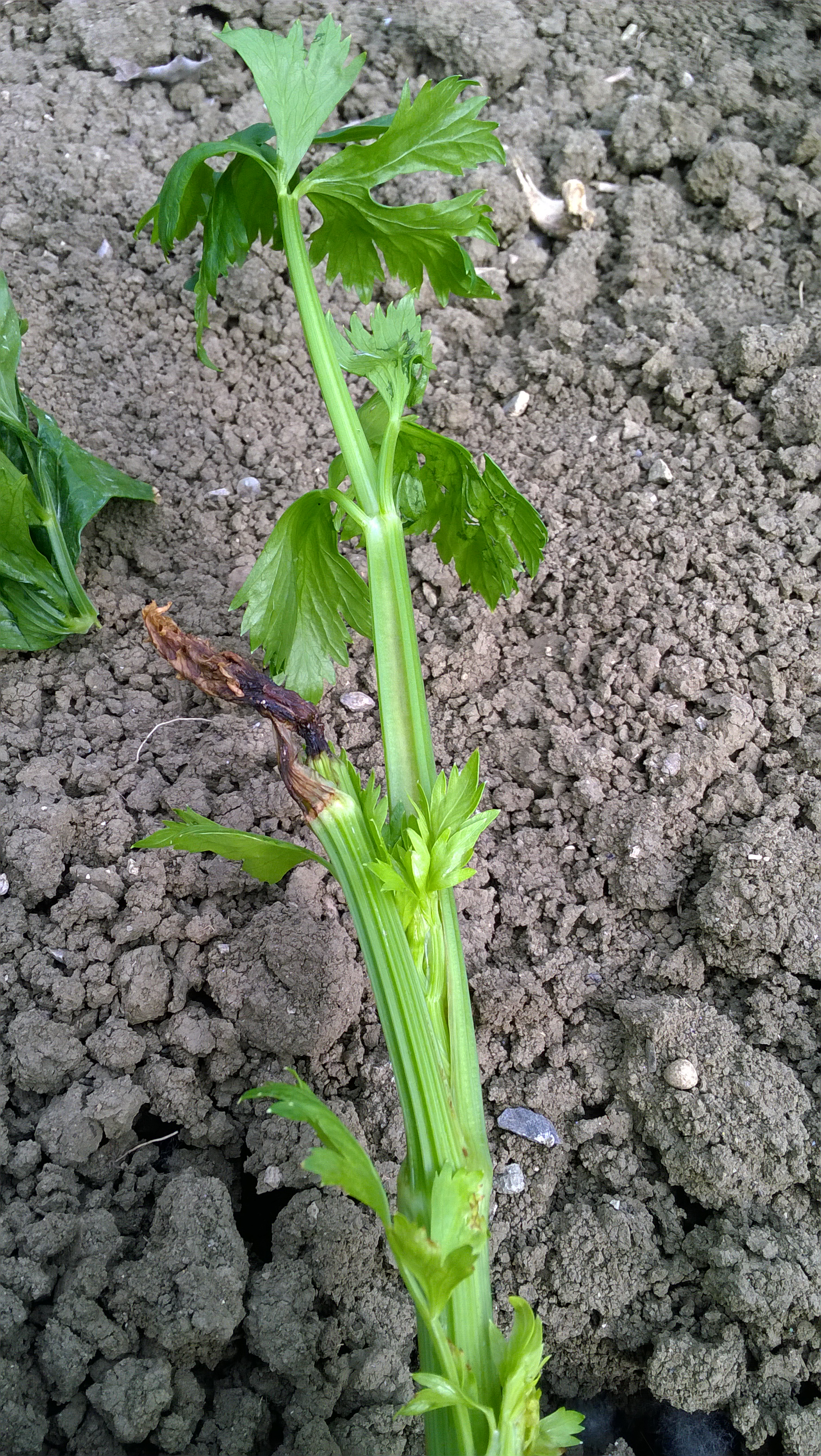 Celery | What is this celery disease?