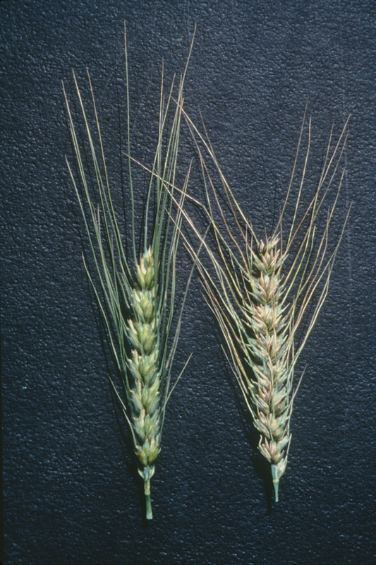 Wheat | Diseases and Pests, Description, Uses, Propagation ...