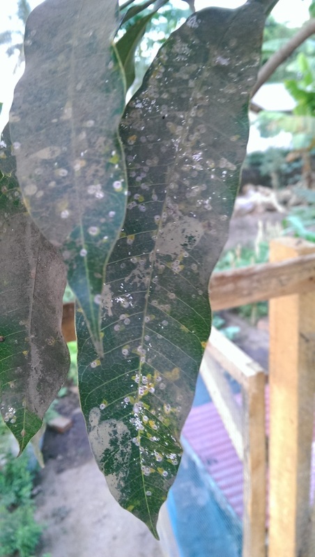 Mango | Diseases and Pests, Description, Uses, Propagation