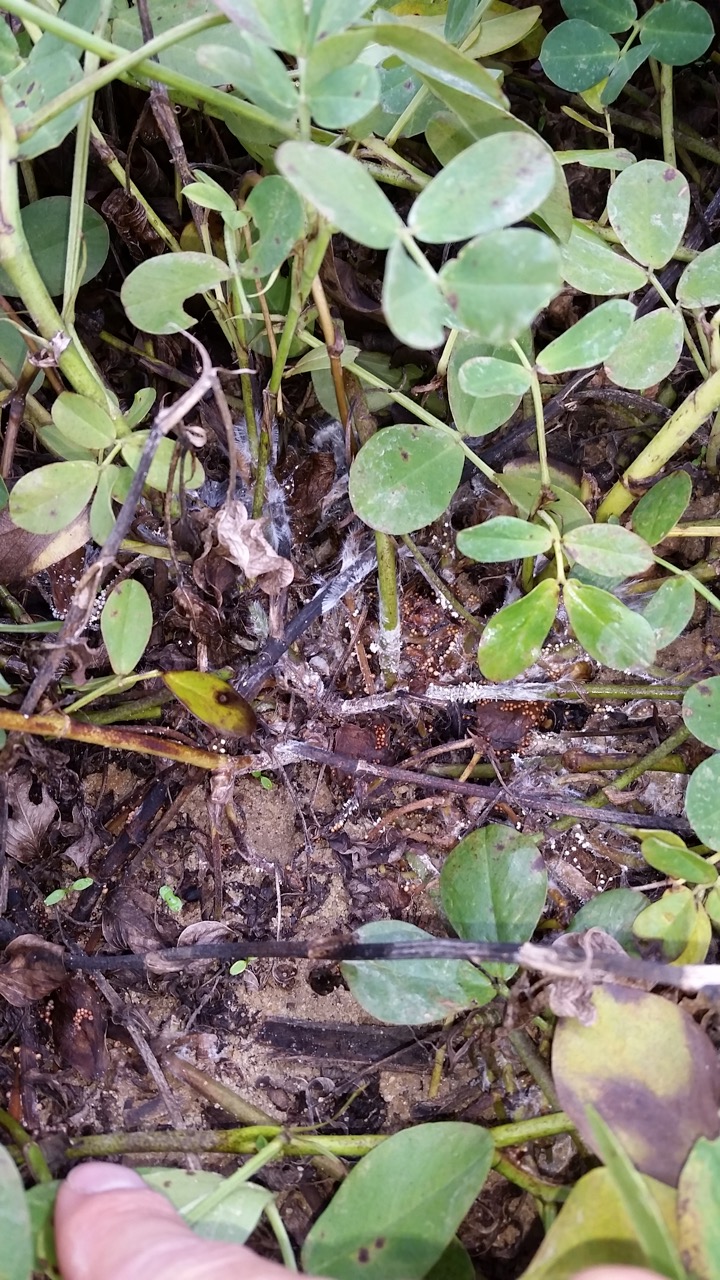 Peanut (groundnut) | Diseases and Pests, Description, Uses, Propagation