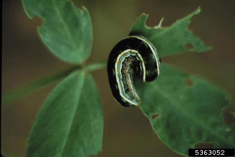 Peanut (groundnut) | Diseases and Pests, Description, Uses, Propagation