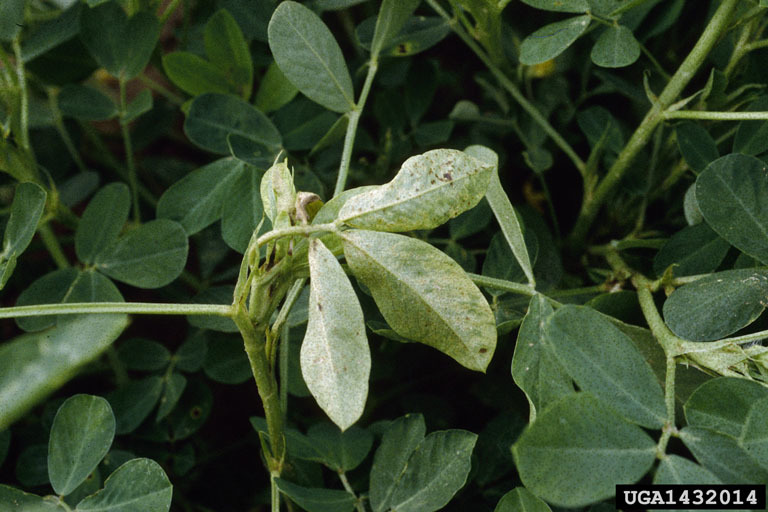 Peanut (groundnut) | Diseases and Pests, Description, Uses, Propagation
